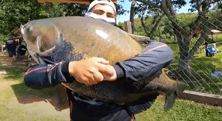 Peixe Tambaqui: Tudo Sobre o Peixe, Onde Pescar, Equipamento