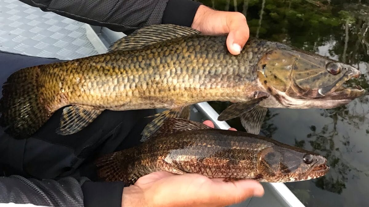 Peixe Traíra: Guia Completo Sobre O Peixe